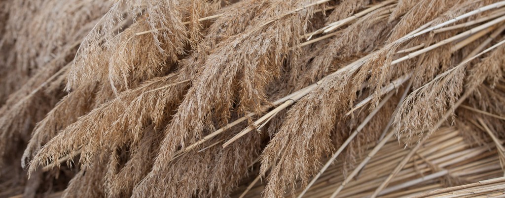 Wissenswertes zu Reet, Kunstreet, Reetdächern, Kosten